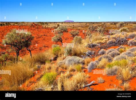 Australian Desert Landscape