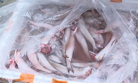 10 Tons Of Chinese Fish Preserved With Toxic Formaldehyde Intercepted