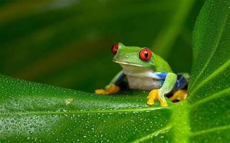 Tree Frog Desktop Wallpapers Phone Wallpaper PFP Gifs And More