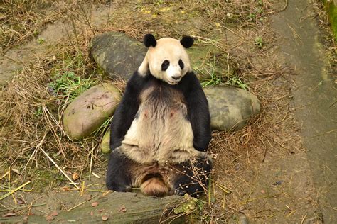Fit For Giant Panda Monitoring Wildtrack