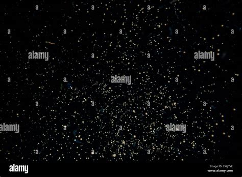 The Climax Of The Annual Release Of Coral Spawn Into The Water Column To Enable The Species To