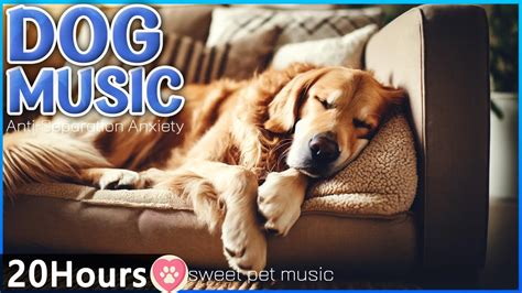 20시간 강아지 수면음악🎵집에 혼자있는 개를 위한 음악🦮💖강아지 음악🐶강아지 스트레스 해소 음악 And 분리불안 해소 음악 외출시 꼭 재생하여 도움을 얻으세요 Youtube