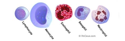 Leukocitet është E Mundshme Ti Shtoni Nëpërmjet Rrugëve Natyrale Nuk