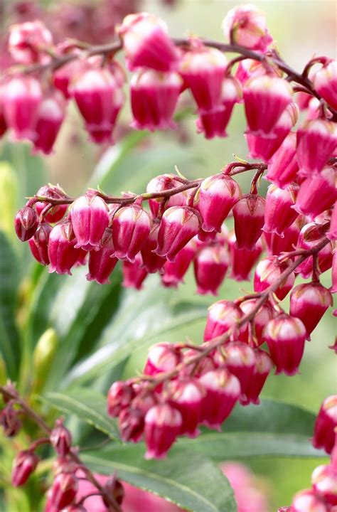 Japanese Pieris Shrub Plants For Sale Buy Flowering Shrubs Online