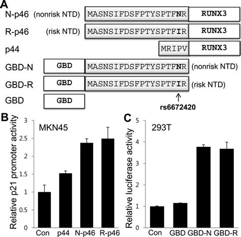 increased genetic susceptibility to intestinal‐type gastric cancer is