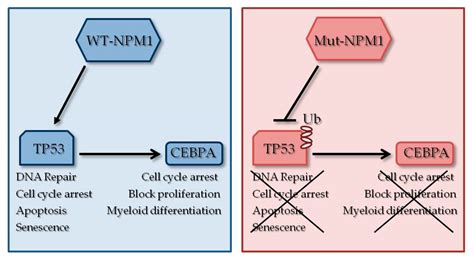 Types Of Suppressor Mutation At Patty Armbruster Blog
