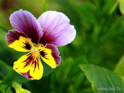 Flower 407 รูปภาพดอกไม้สวยๆ