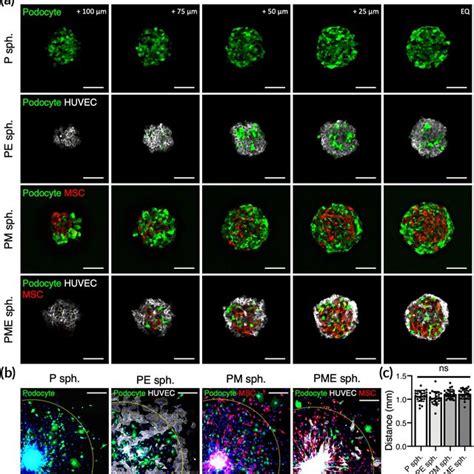 A Confocal Z‐stack Images Showing The Composition Of Multiple Cell Download Scientific