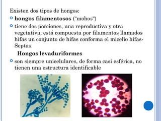 Reino Fungi 2 Ppt