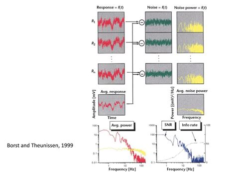 Ppt Sensorimotor Transformations Powerpoint Presentation Free