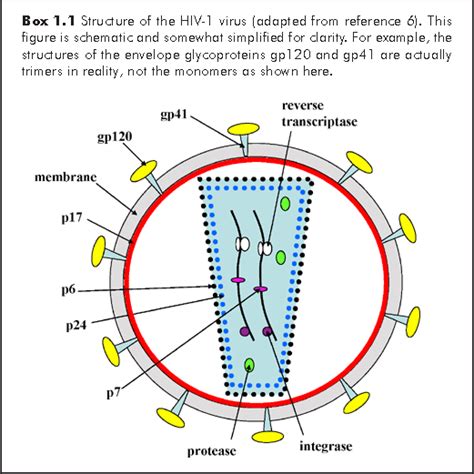 Hiv Structure Diagram A Level Biology