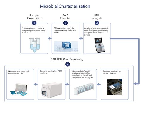 Microbial Characterization Workflow Sample Preparation Storage Analysis And Elisa Processing