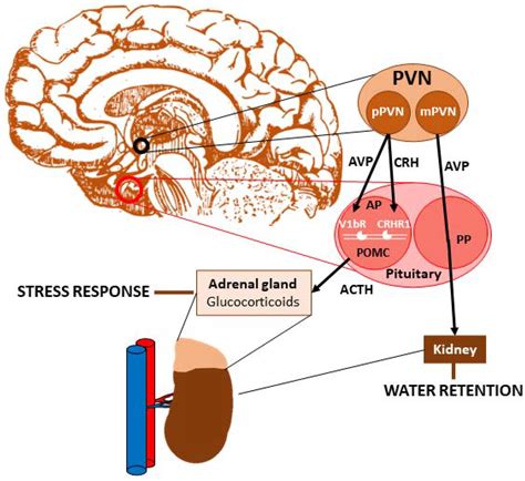 Vasopressin Function