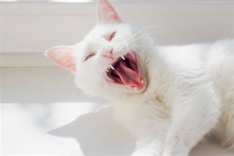 Caring For A Cat With No Teeth Everything You Need To Know