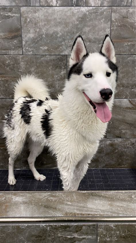 Piebald Husky Spotted Stud Dog In Florida United States Breed