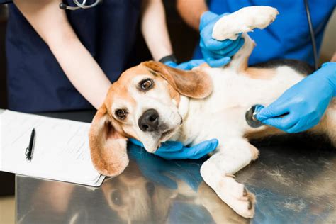 Pancuron Pancuronio Usos Beneficios Y Efectos Secundarios