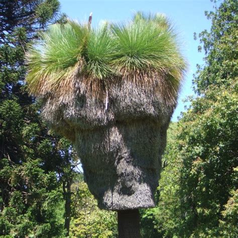 Xanthorrhoea Johnsonii Queensland Grass Tree Seed X15 Ole Lantana