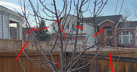 Pear Pruning Recommendation Album On Imgur