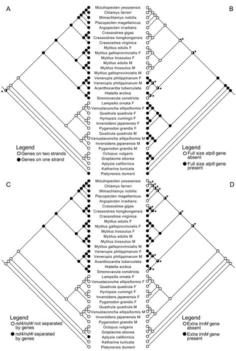 Ml Based Ancestral Character State Reconstructions Of Mt Genomic