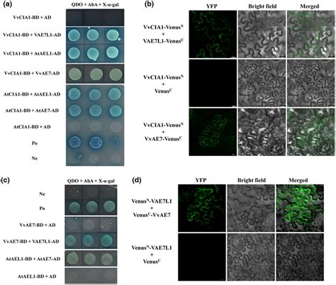 Both Vae7l1 And Vvae7 Are The Components Of The Plant Cytosolic Download Scientific Diagram