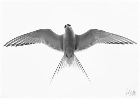 Sterna Paradisaea Simetry 3730x2665 Scrolller