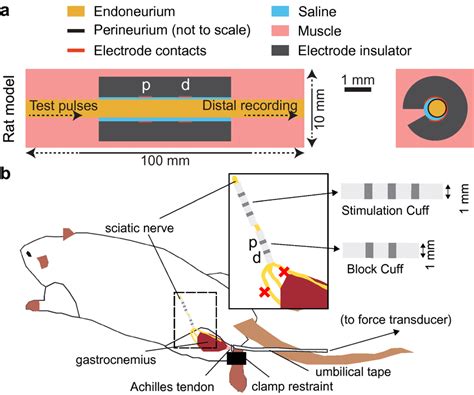 Finite Element Model Of Rat Tibial Nerve With Bipolar Cuff Electrode