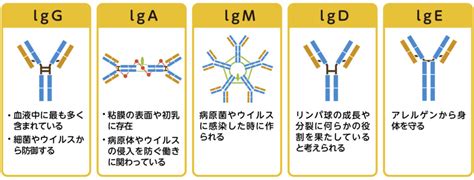 【免疫】免疫細胞ってなに？白血球の種類と働き