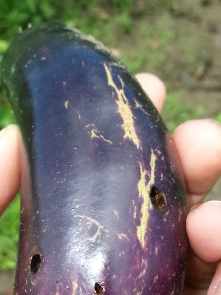 Eggplant Fruit Detection Using Yolov7 Object Detection Dataset By Bscs