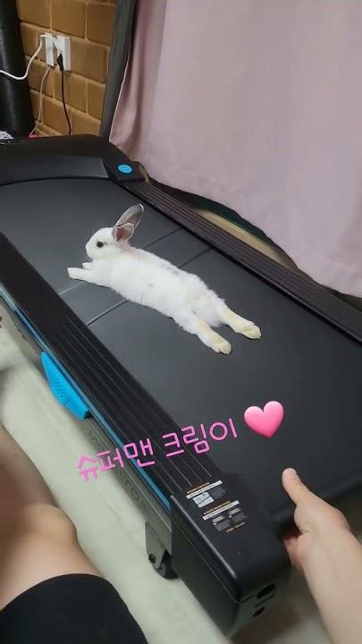 슈퍼맨 아기토끼 크림이 🐰 아기토끼 귀여운토끼 토끼키우기 Youtube