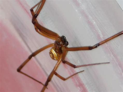 Latrodectus Hesperus Latrodectus Hesperus Bugguide Net