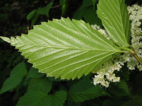 Viburnum Wrightii Wright Viburnum North Carolina Extension Gardener
