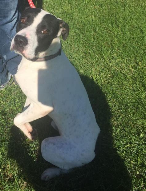 Meet Toby An Adorable Boxer Looking For A Loving Home