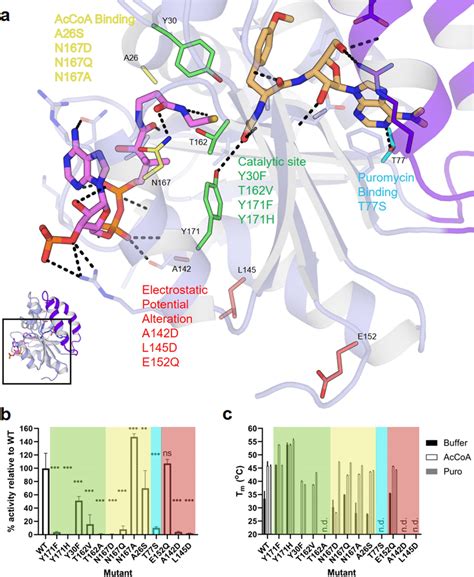 Structure Based Enzyme Engineering Of Pac A A Network Of Molecular