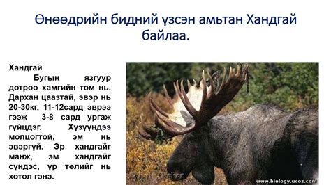 [Цахим хичээл] Монгол хэл 2 р анги Юу байж болох вэ Youtube