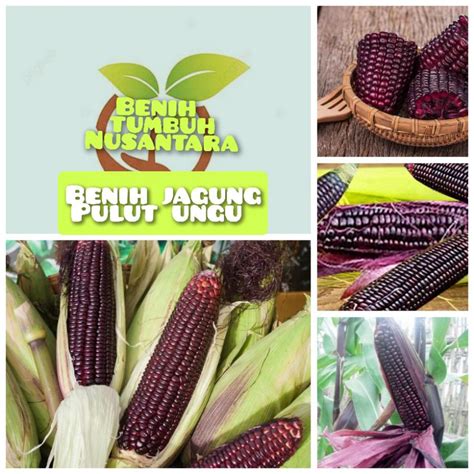 Jual 50 BUTIR BIJI BENIH JAGUNG PULUT UNGU JAGUNG UNGU Shopee Indonesia