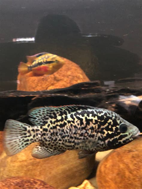 Identify Sex Of Cuban Cichlid Fish Forum