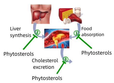 Phytosterol How It Lowers Cholesterol Gaoyuan Biochem Posted On The Topic Linkedin