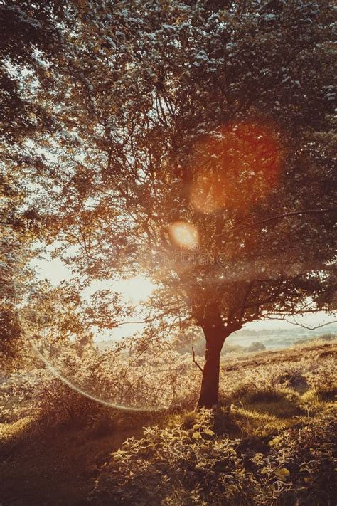 Tree Silloutte At Sunset Stock Image Image Of Coconut