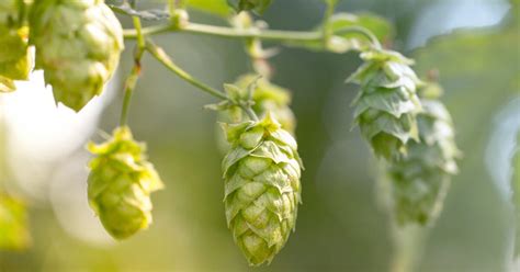 フレッシュホップ Cullage Box