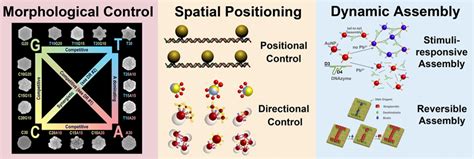 Functional Dna Nanotechnology The Lu Research Group