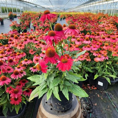 Artisan™ Red Ombre Coneflower Plant Addicts