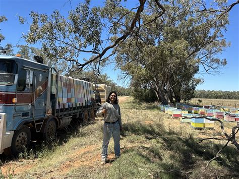 Sydney Native Bees Added A New Photo Sydney Native Bees Sydney Native Bees Added A New Photo Sydney Native Bees