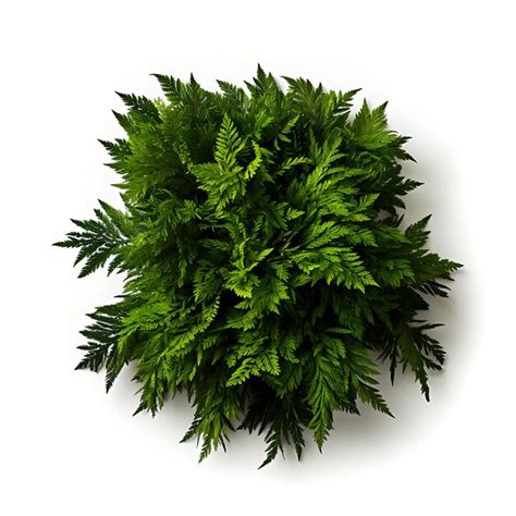 Premium Ai Image Isolated Of Cedar Capturing The Scale Like And