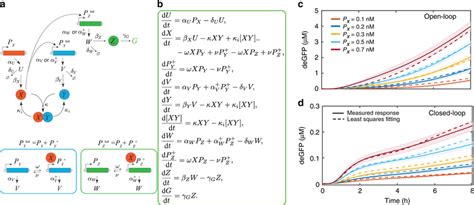 Schematic Of The Model Parametrization Process And Validation Of The Download Scientific