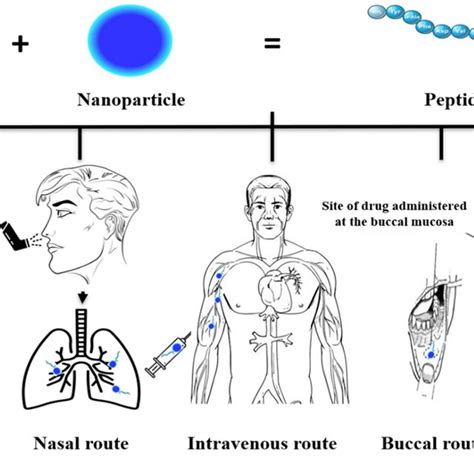 Peptide Nanoparticle Conjugate And Various Routes Of Peptide Based Drug