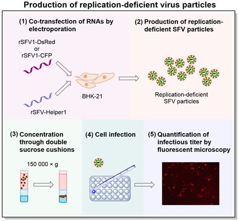Recombinant Virus Quantification Using Single Cell Droplet Digital PCR A Method For Infectious