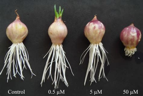Effects Of Different Concentrations Of Al On Root Growth Of Allium Cepa