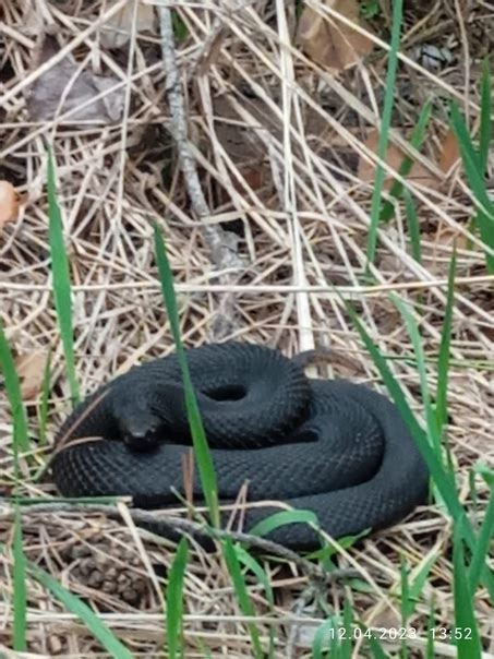 В Хоперском заповеднике проснулись змеи На склонах все чаще и чаще можно встретить Гадюку