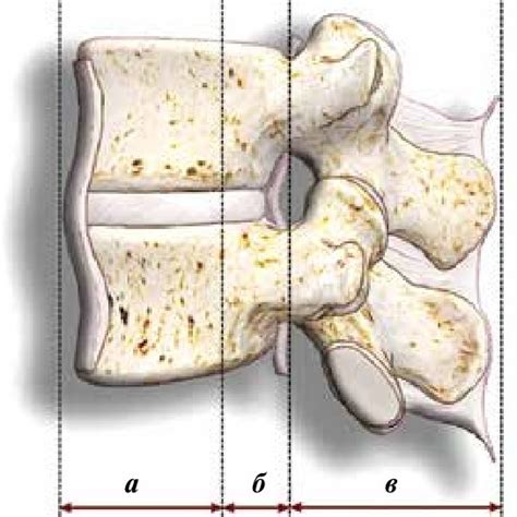Three Columns Of The Spine Described By F Denis A Front б Middle Download Scientific