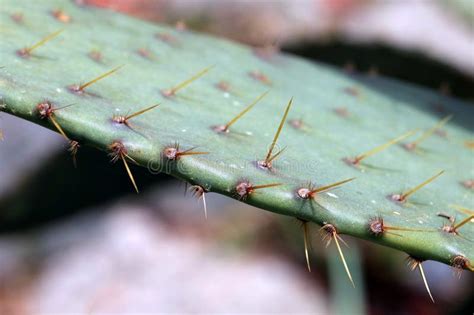 Close Up Photo Of Sharp Spikes On Cactus Plant Stock Image Image Of Nature Vegetation 272909997